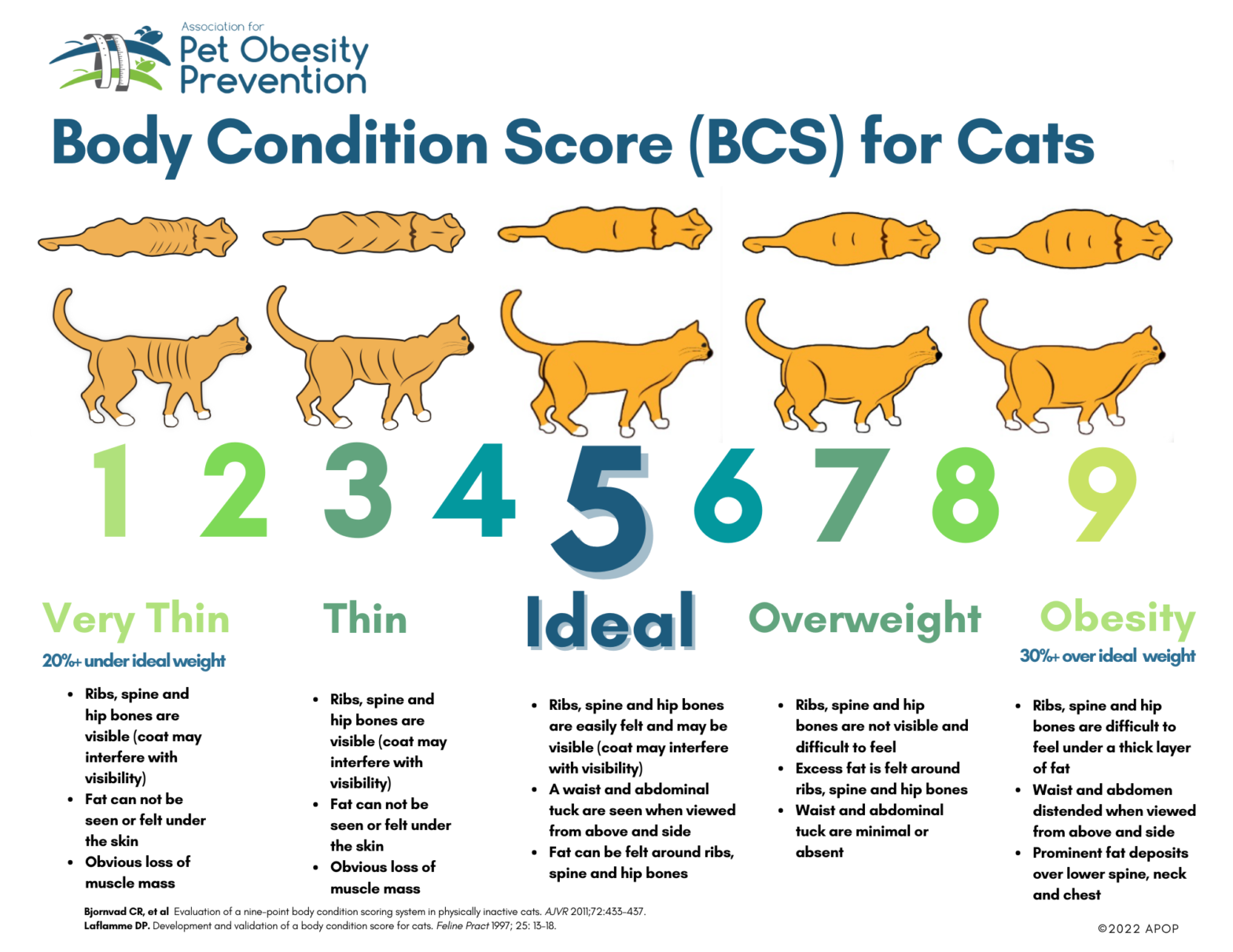 Cat Obesity Chart: A Comprehensive Guide to Identifying and Managing ...